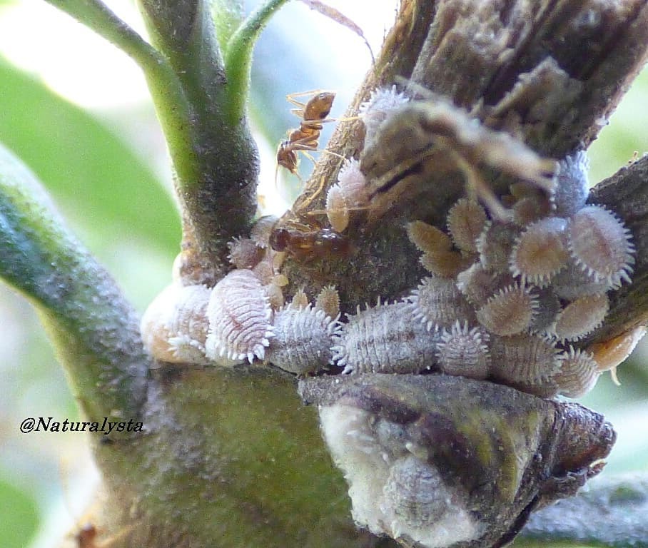 Planococcus citri (Risso, 1813)