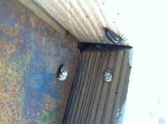 Life Stages of Coccinellini in Utah: Anatis lecontei · Naturalista ...