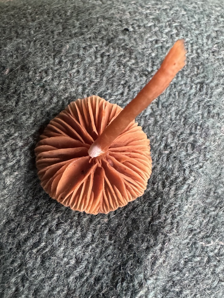 felted twiglet from Kamilche, WA, USA on January 06, 2024 at 03:05 PM ...