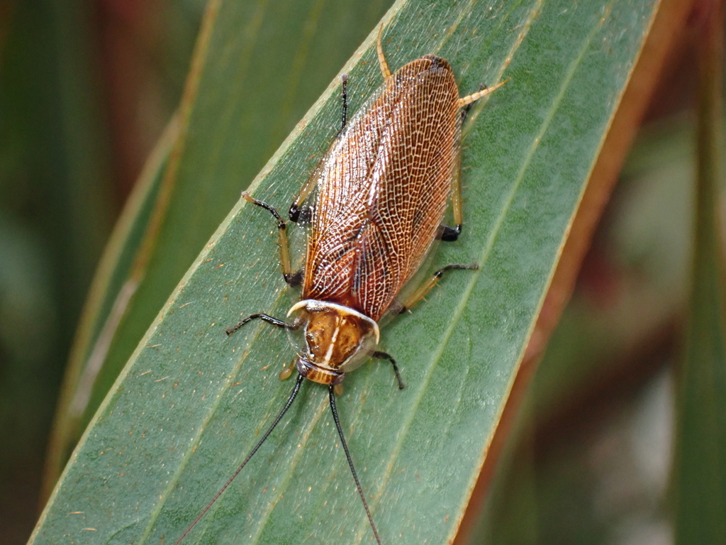 Balta bicolor from 4 Ronald Ct, Somerville VIC 3912, Australia on ...