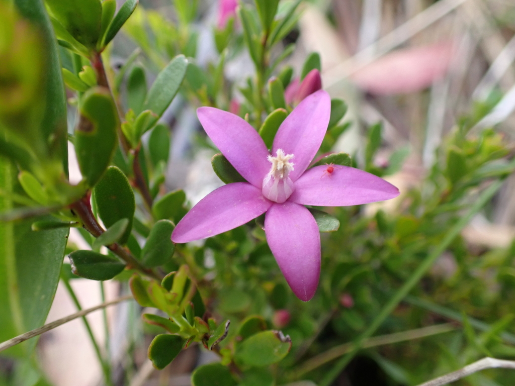Crowea exalata exalata from Howitt Plains VIC 3858, Australia on ...