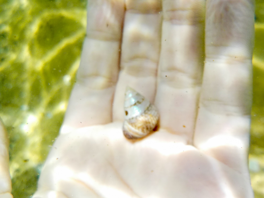 Spotted strawberry top shell from Sydney NSW, Australia on February 1 ...