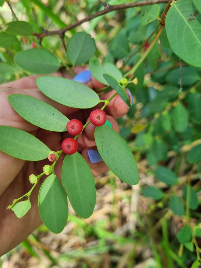 coffee bush from Mount Mort QLD 4340, Australia on January 9, 2024 at ...