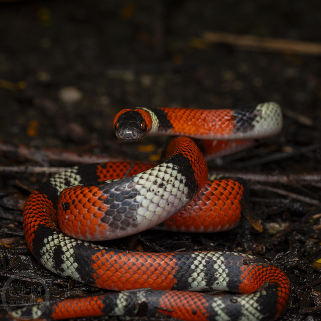 Guibe's Flame Snake from Pindamonhangaba, SP, Brasil on January 7, 2024 ...