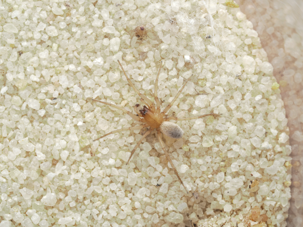 RTA Clade Spiders from Wirraminna SA 5719, Australia on December 30 ...