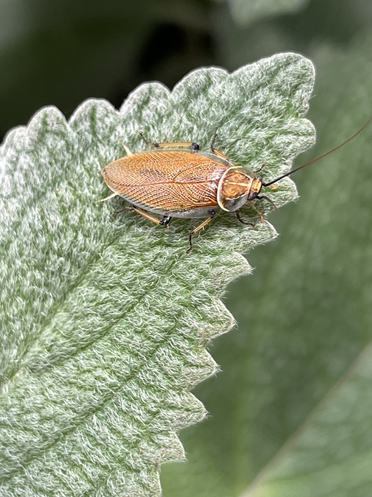 bush cockroach from Monash University, Clayton, VIC, AU on January 9 ...