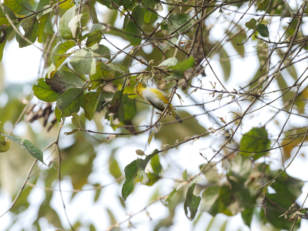 Hume's White-eye from Na Hin Lat, Pak Phli District, Nakhon Nayok, 泰国 ...