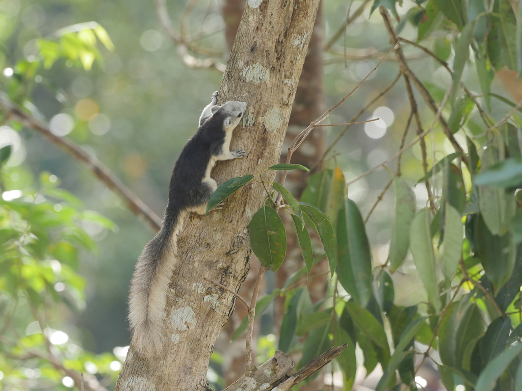 Finlayson's Squirrel from Na Hin Lat, Pak Phli District, Nakhon Nayok ...