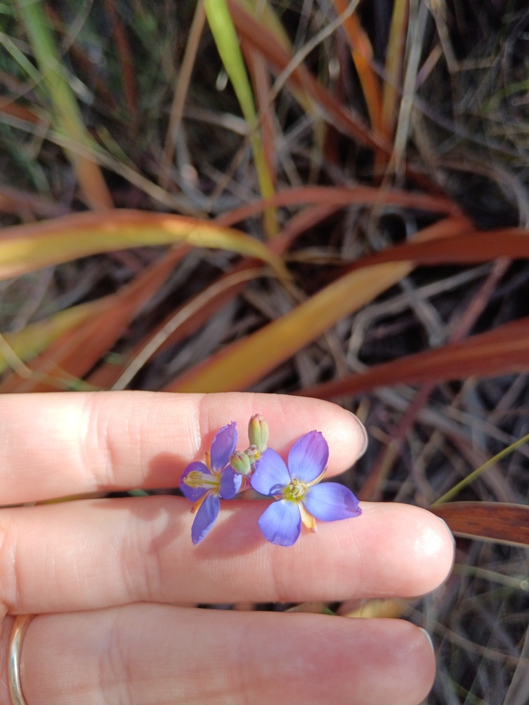 Heliophila linearis linearifolia from Silver Mine (Nature Reserve ...