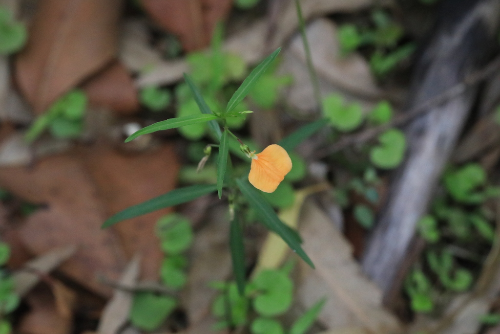 spade flower from Repton NSW 2454, Australia on January 9, 2024 at 11: ...