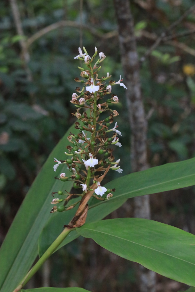 Native Ginger from Repton NSW 2454, Australia on January 9, 2024 at 11: ...