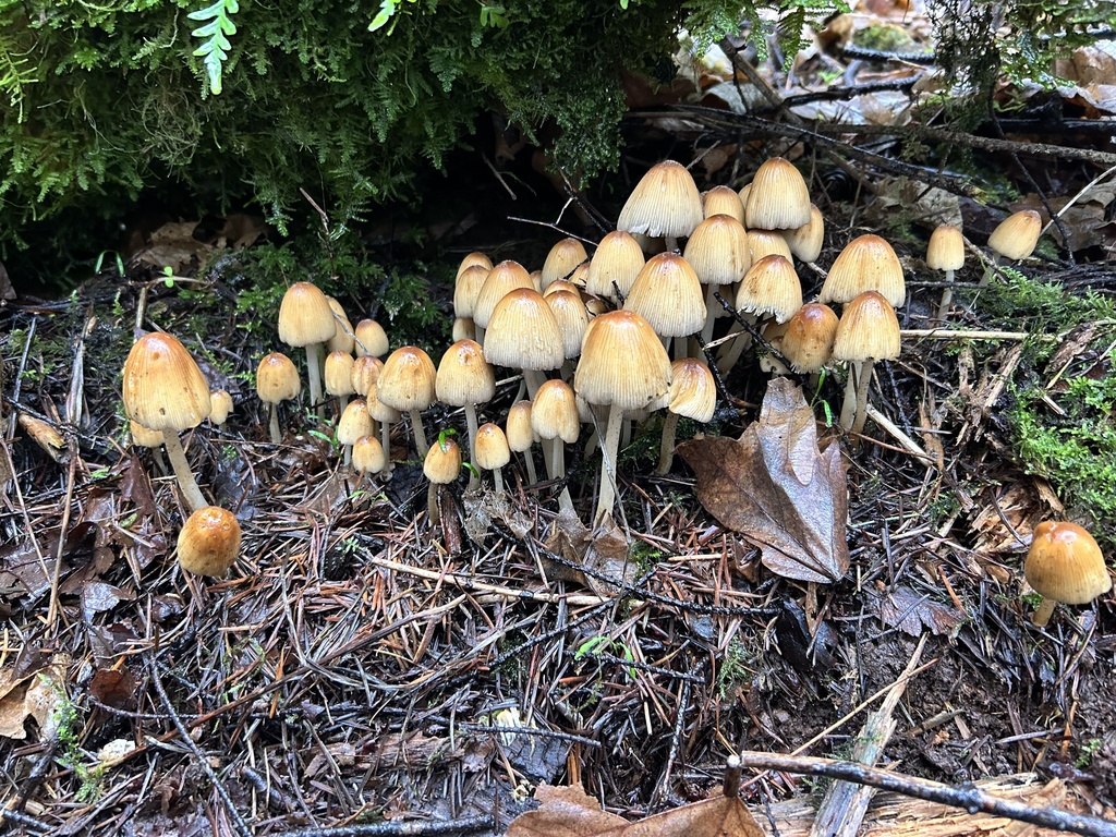 mica cap in January 2024 by dhgn · iNaturalist