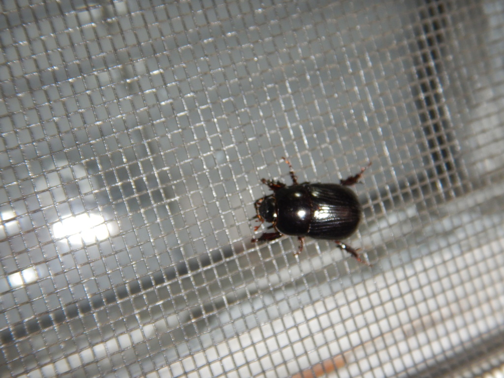 African Black Beetle from Narrabri NSW 2390, Australia on January 7 ...