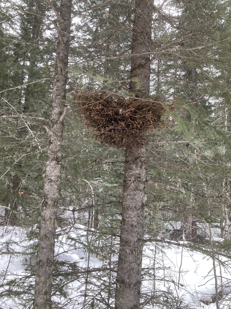 spruce witch's broom rust from Improvement District No. 9, AB T0L ...