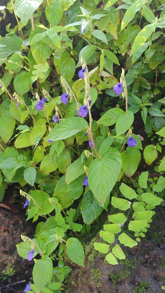 East Indian Klugia from Barsu, Maharashtra 416702, India on September 3 ...