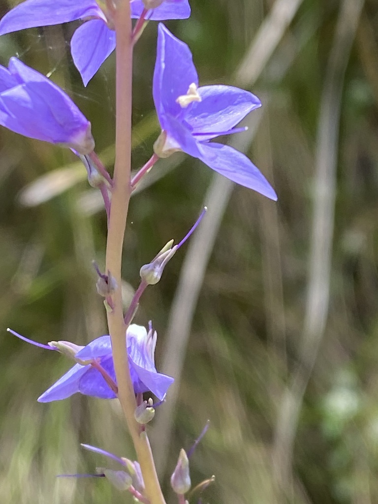 Digger's Speedwell from Namadgi National Park, Cotter River, ACT, AU on ...