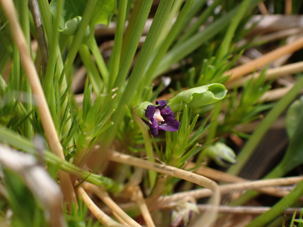 dusky violet (Viola fuscoviolacea) - Botanical Realm