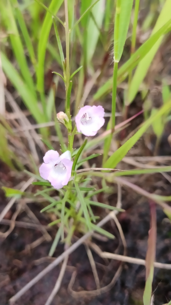 Parasopubia delphiniifolia from Barsu, Maharashtra 416702, India on ...