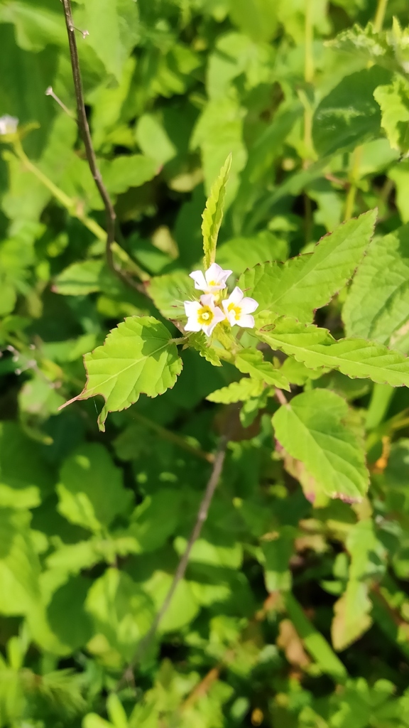 chocolateweed from Gaonkhadi, Maharashtra, India on August 26, 2022 at ...