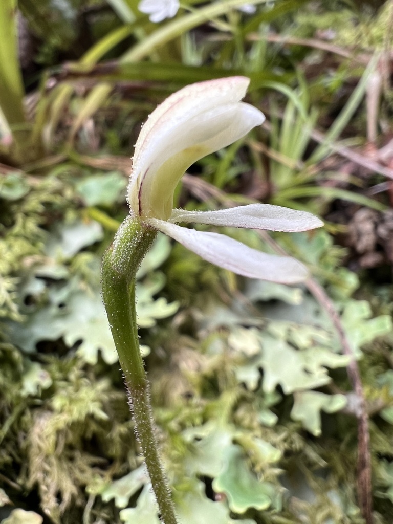 Odd Leaved Orchid from Egmont National Park, Egmont National Park ...