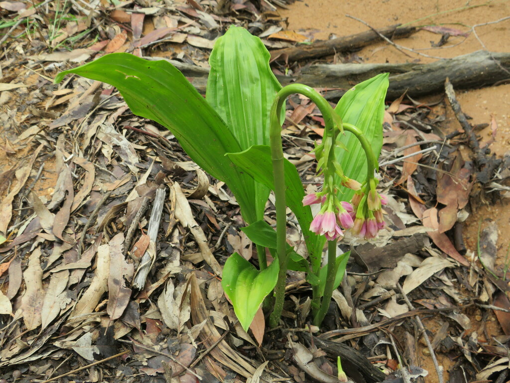 Shepherd's Crook Orchid in January 2024 by Alex Kenins · iNaturalist