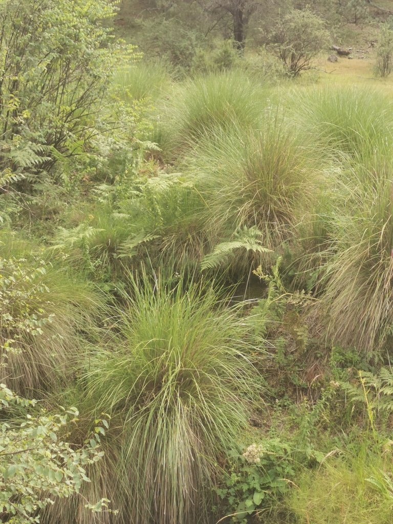 common bracken from Pueblo Nuevo, Dgo., México on October 15, 2023 at ...