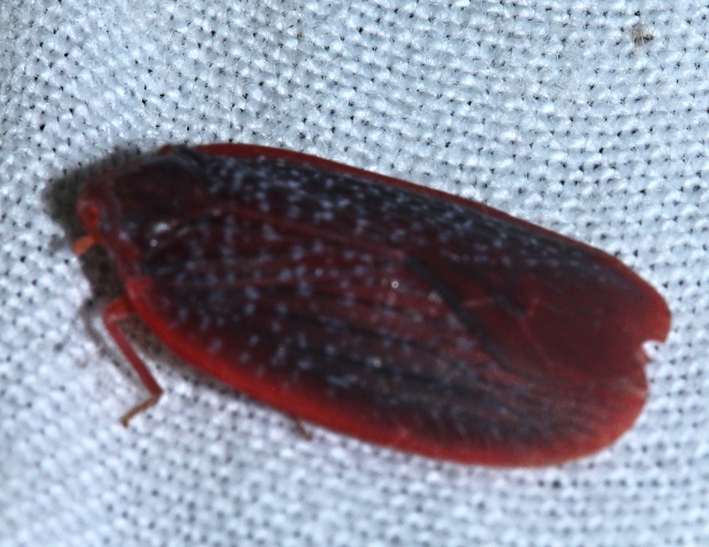 red fungus bug from 26 Haverbrack Crescent, Churchill VIC 3842 ...