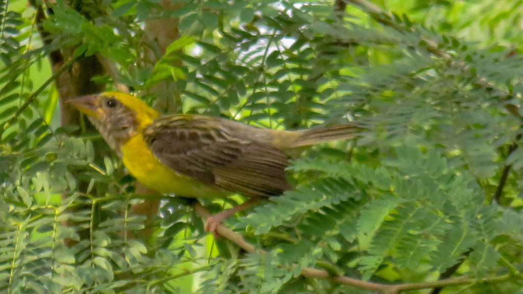 Baya Weaver from 4XR7+QV6 Bird Watching Area, Bhandup West, Mulund East ...