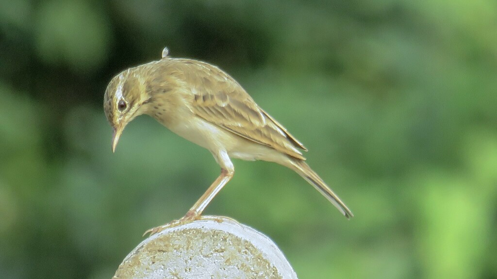Paddyfield Pipit from Kopar Swamp, Dombivli, Maharashtra, India on ...