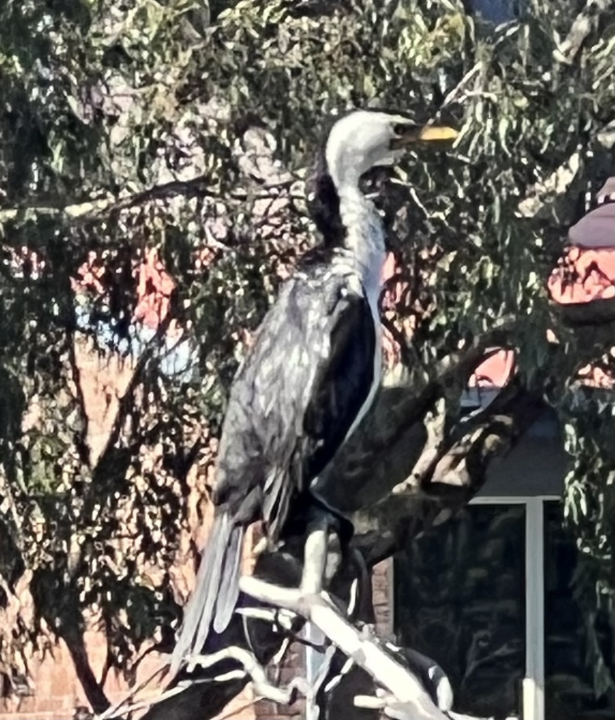 Little Pied Cormorant from Blue Waters Lake Reserve, Ocean Grove, VIC ...