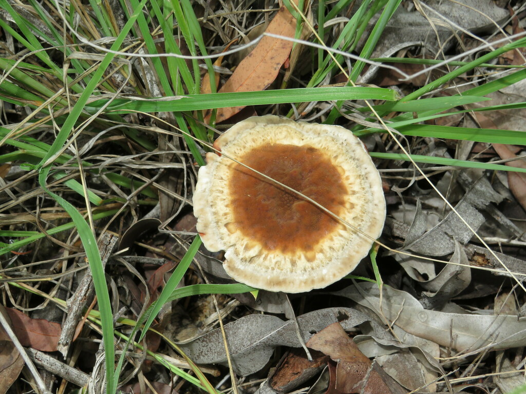 red-staining stalked polypore from Spring Mountain QLD 4300, Australia ...