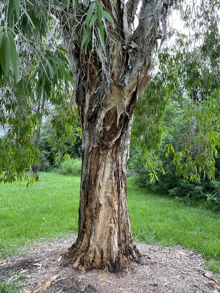 Weeping Paperbark from Southeast Outer Brisbane, Tingalpa, QLD, AU on ...
