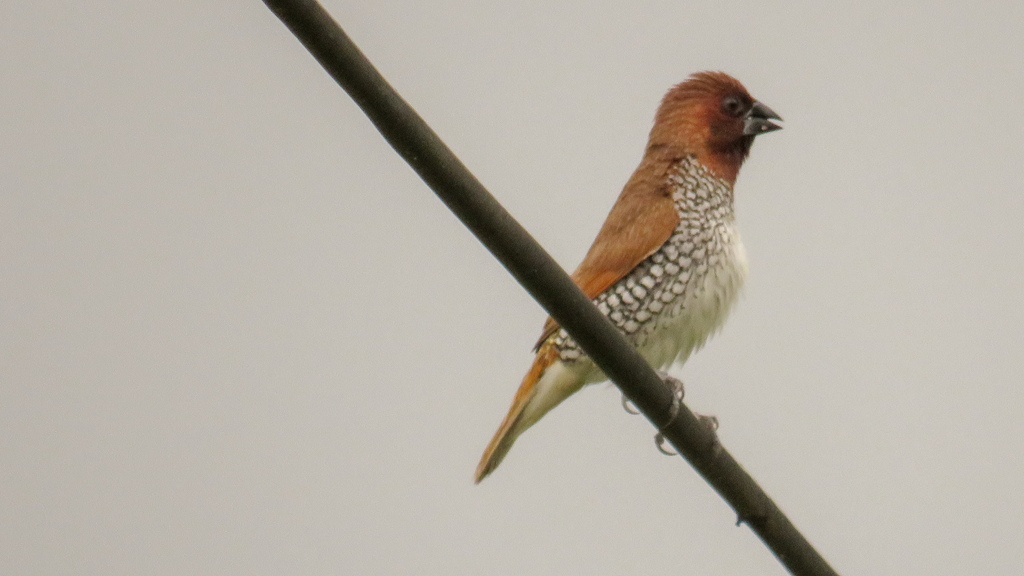 Scaly-breasted Munia from Malvali, Lonavala on October 26, 2019 at 08: ...