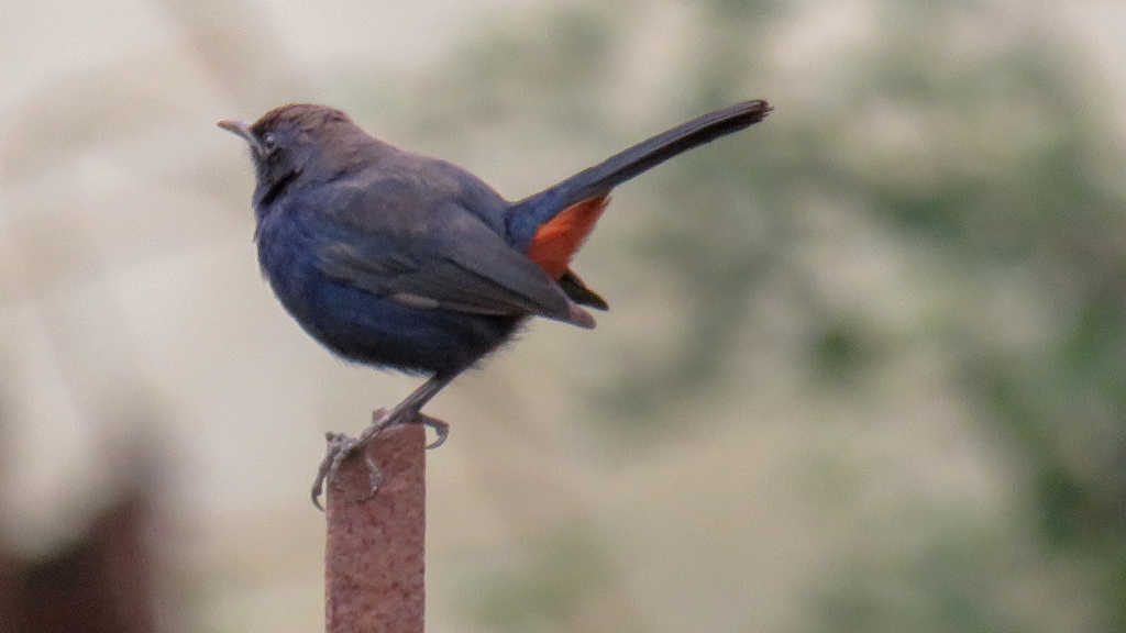 Indian Robin from Malvali, Lonavala on October 26, 2019 at 08:48 AM by ...