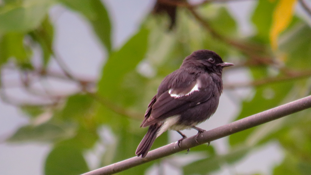 Pied Bushchat from Malvali, Lonavala on October 26, 2019 at 08:57 AM by ...