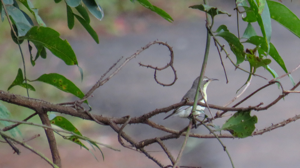 Purple Sunbird from Malvali, Lonavala on October 26, 2019 at 09:13 AM ...