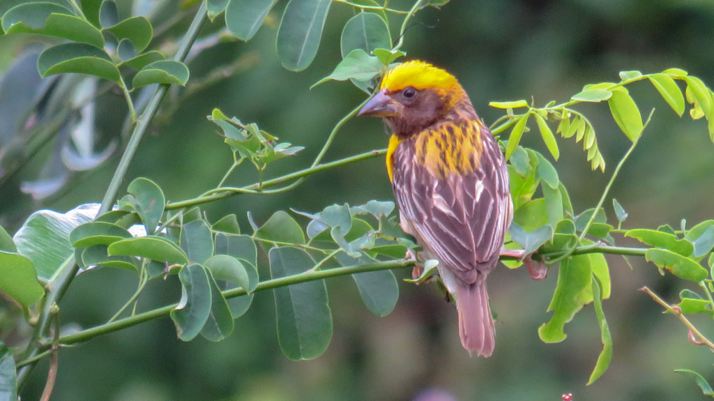 Baya Weaver from Malvali, Lonavala on October 26, 2019 at 09:40 AM by ...