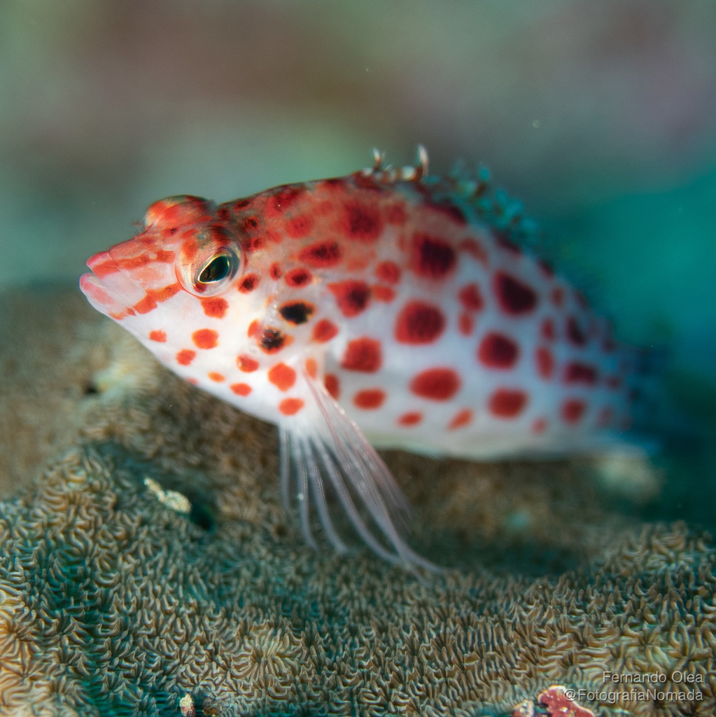 Hawkfishes (Cirrhitidae) - Marine Life Identification