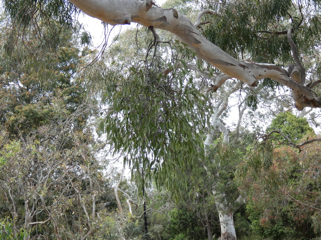 creeping mistletoe from Boyd Park, Murrumbeena Victoria on January 9 ...