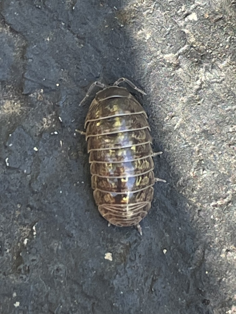 Isopods in January 2024 by Erinn Fagan-Jeffries. Found under a rock in ...