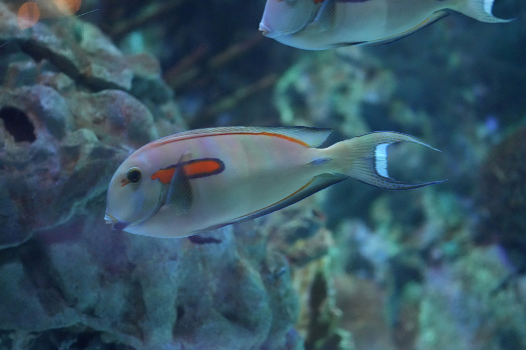 Orangeblotch Surgeonfish on January 3, 2024 at 04:28 PM by kyosapir ...