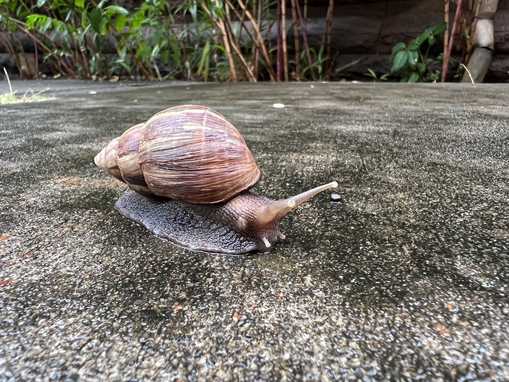 African Giant Snail from Oʻahu, Honolulu, HI, US on January 8, 2024 at ...