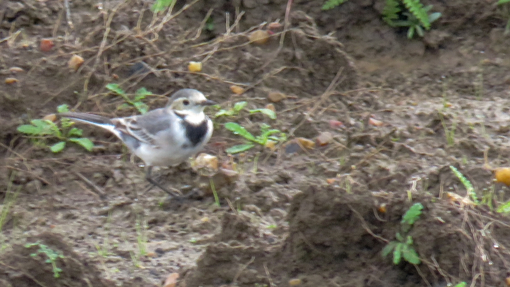 White Wagtail from Countryside farm, Kamshet on October 28, 2019 at 07: ...