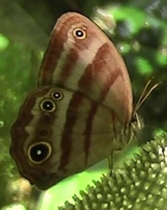 Satyrotaygetis tiessa in August 2022 by floralecologist. Floral visitor ...