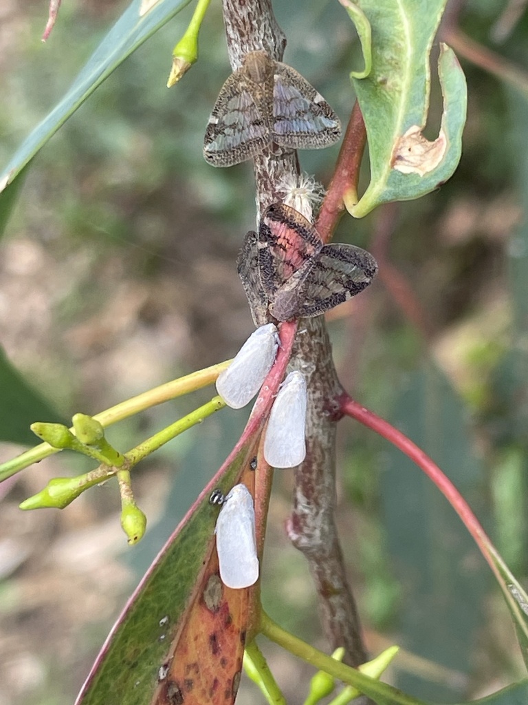 Grey planthopper from William St, Koo Wee Rup, VIC, AU on January 7 ...