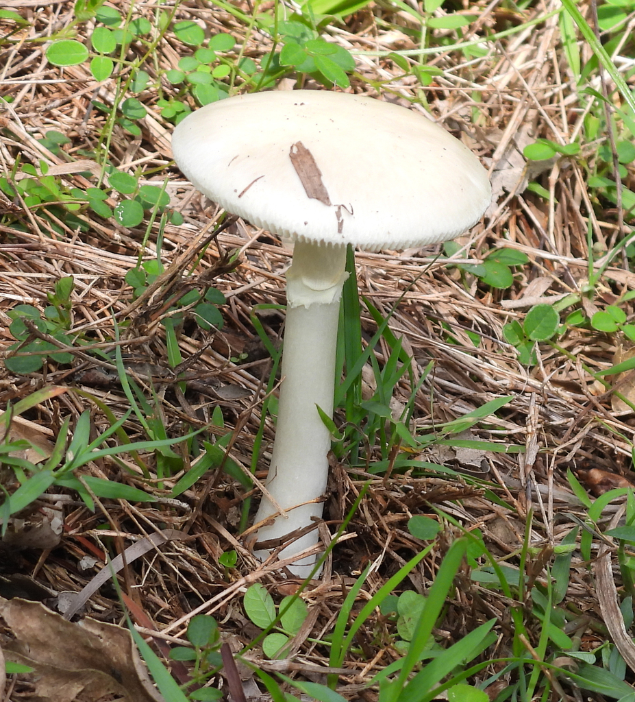 Amanita Sect. Phalloideae from Milne Hill Reserve, Chermside West QLD ...