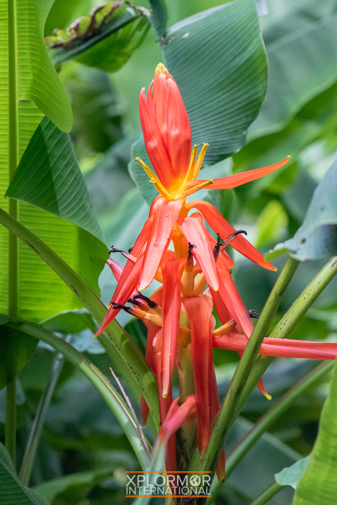Banana Family (Musaceae) - Botanical Realm