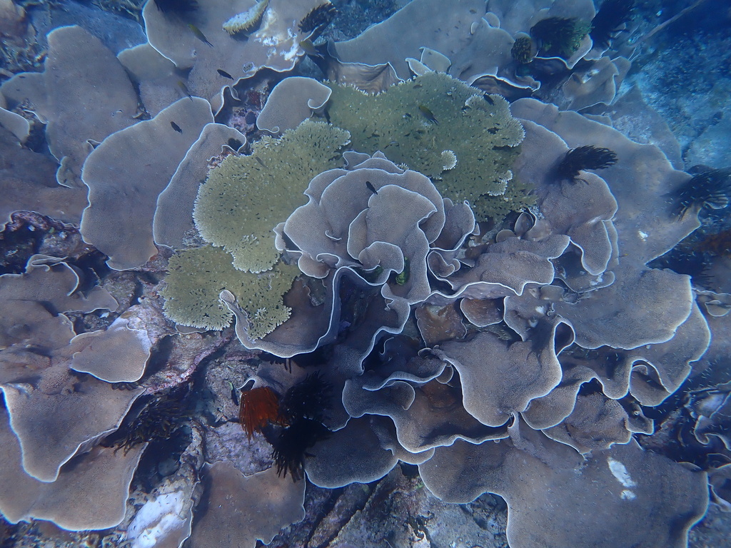 Dendrophylliidae from Raja Ampat Regency on December 27, 2023 at 11:55 ...