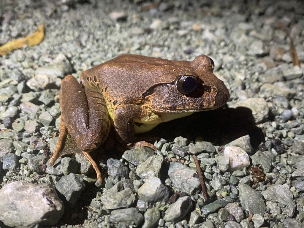 Fleay's Barred-frog in January 2024 by davidgregsmith. Bluey silver ...