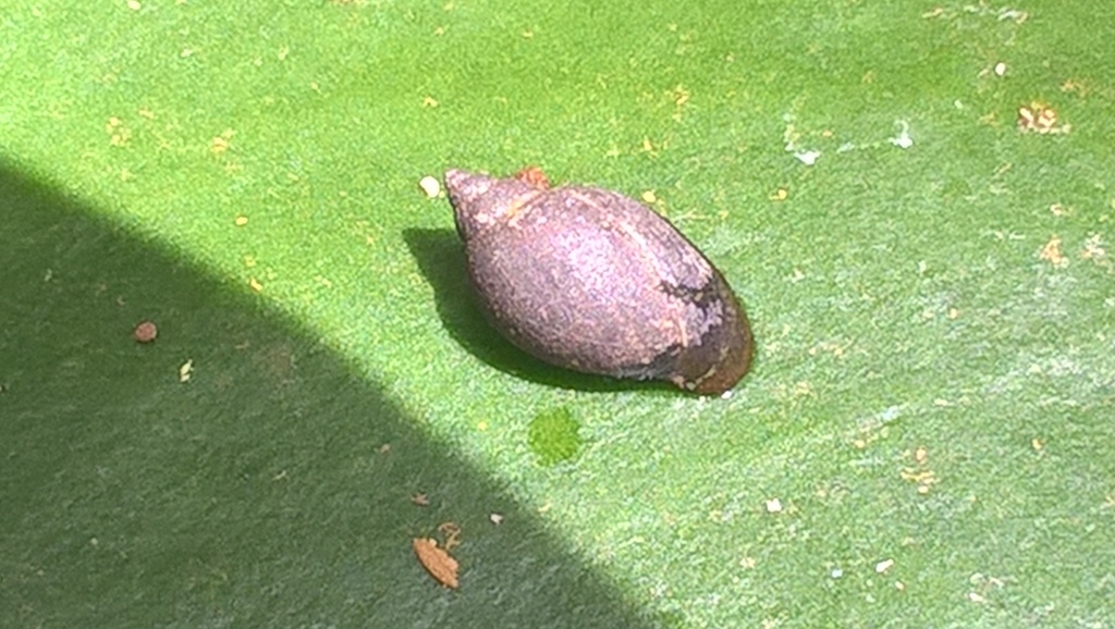 Acute Bladder Snail from Funchal, Portugal on April 18, 2018 at 02:16 ...